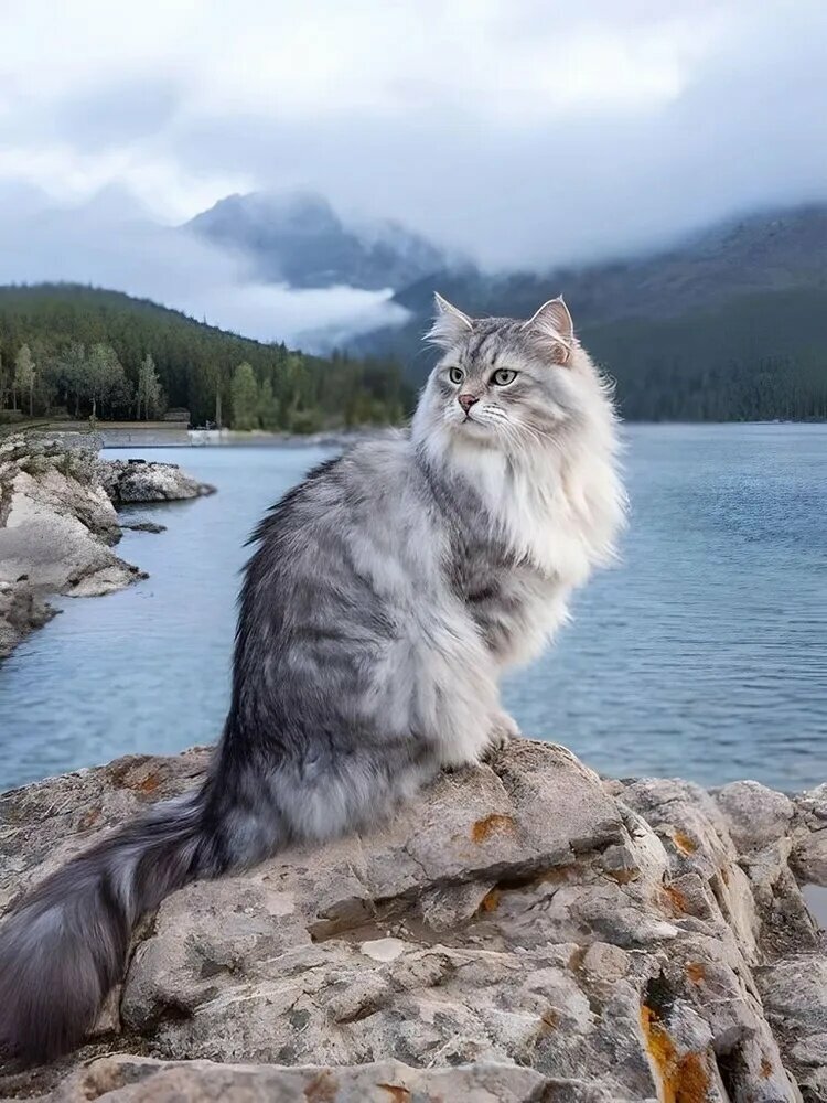 Алмазная мозаика на подводной лодке MAine Kun Cat, 40х50 см, вышивка круглыми стразами, набор для творчества, сплошная закладка/подарок