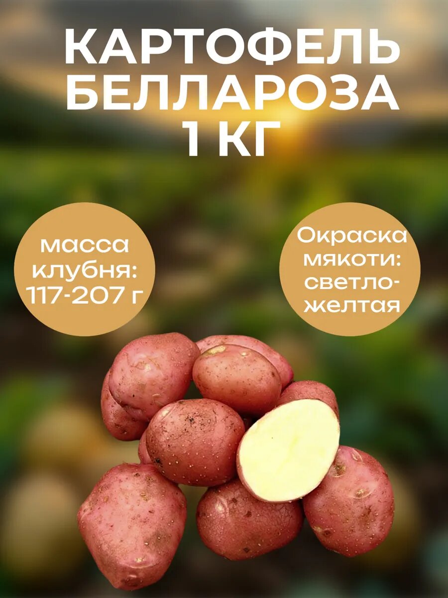 Картофель семенной Беллароза, 1 кг