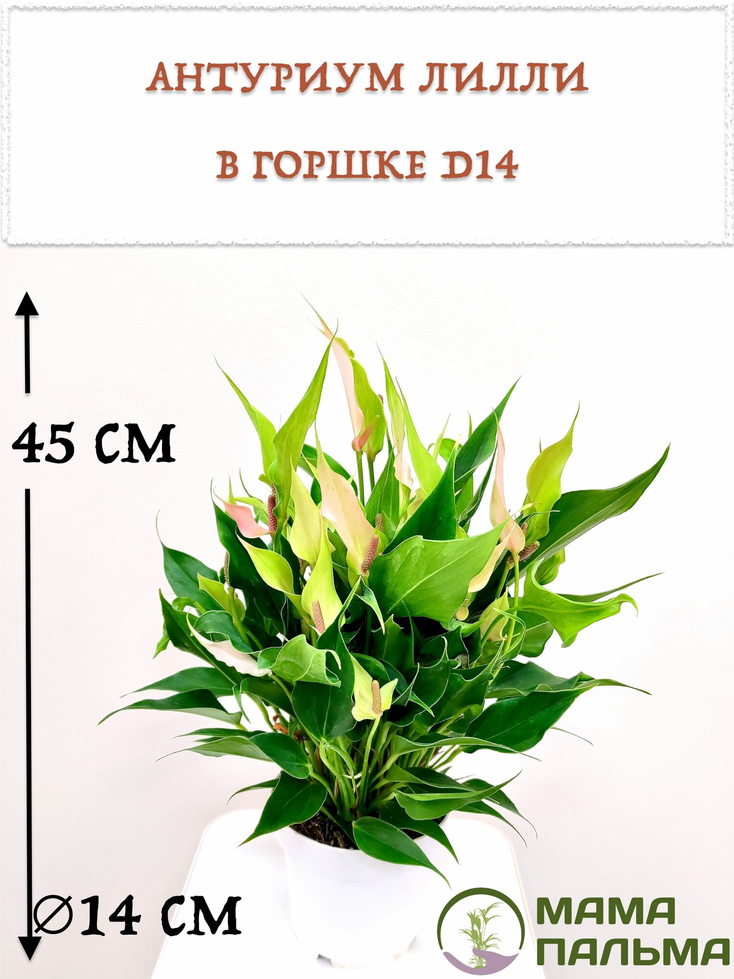 Живое растение Антуриум Лилли в горшке D14 высота 45 см