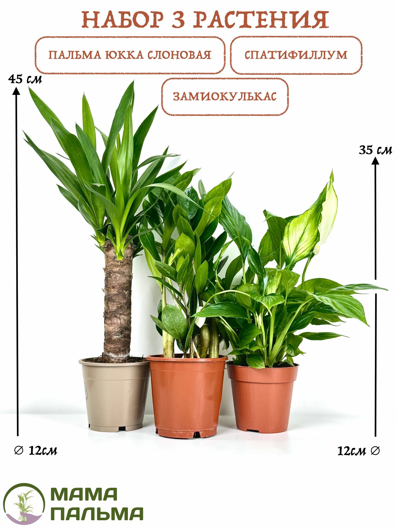 Набор 3 растения Спатифиллум Замиокулькас Пальма Юкка в горшке D12 (живые растения)