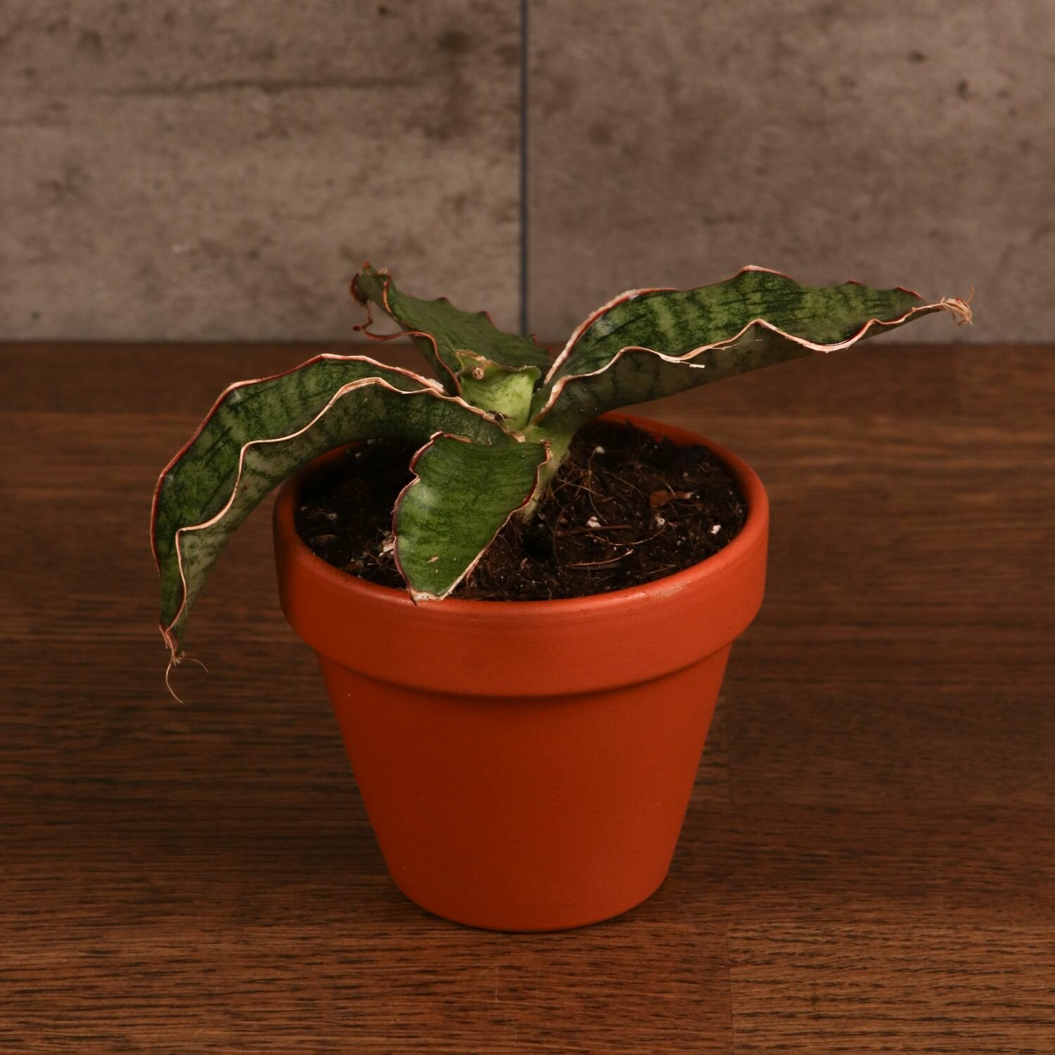 Сансевиерия Кирки Сильвер Блю в терракотовом горшке D8