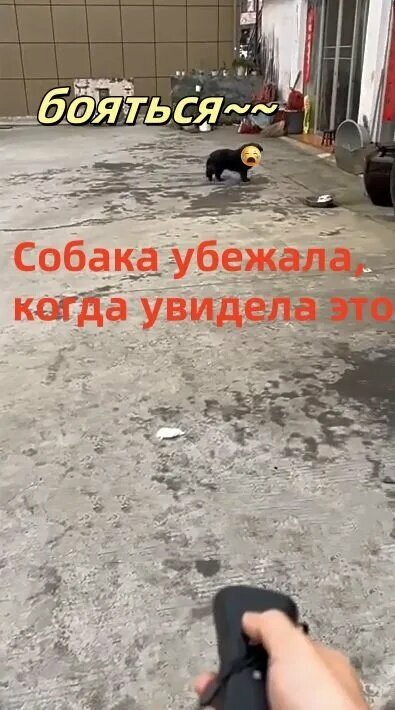 С ультразвуковым средством для отпугивания собак, дрессировки собак, женской самообороны