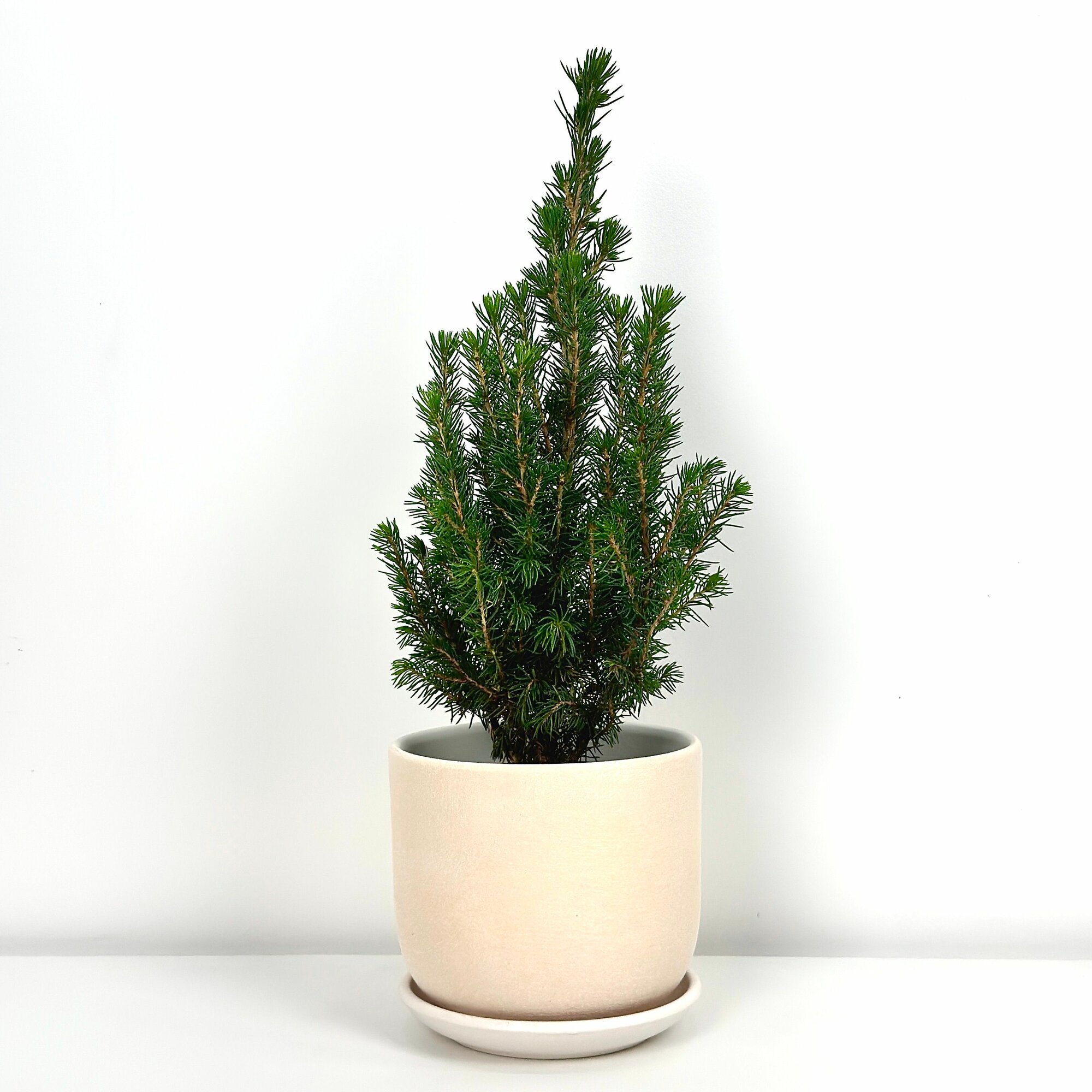 Ель живая Коника в керамическом гошке D12 см цвет Замша белый Бук высота композиции 30-35 см
