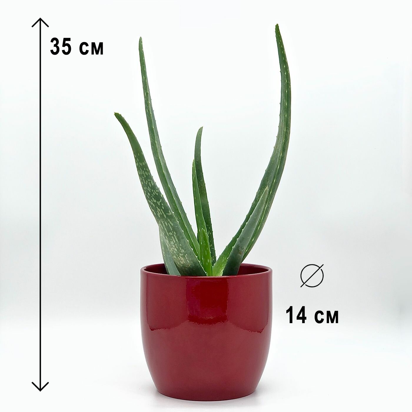 Алоэ Вера в пластиковом красном кашпо, высота композиции 35-40см