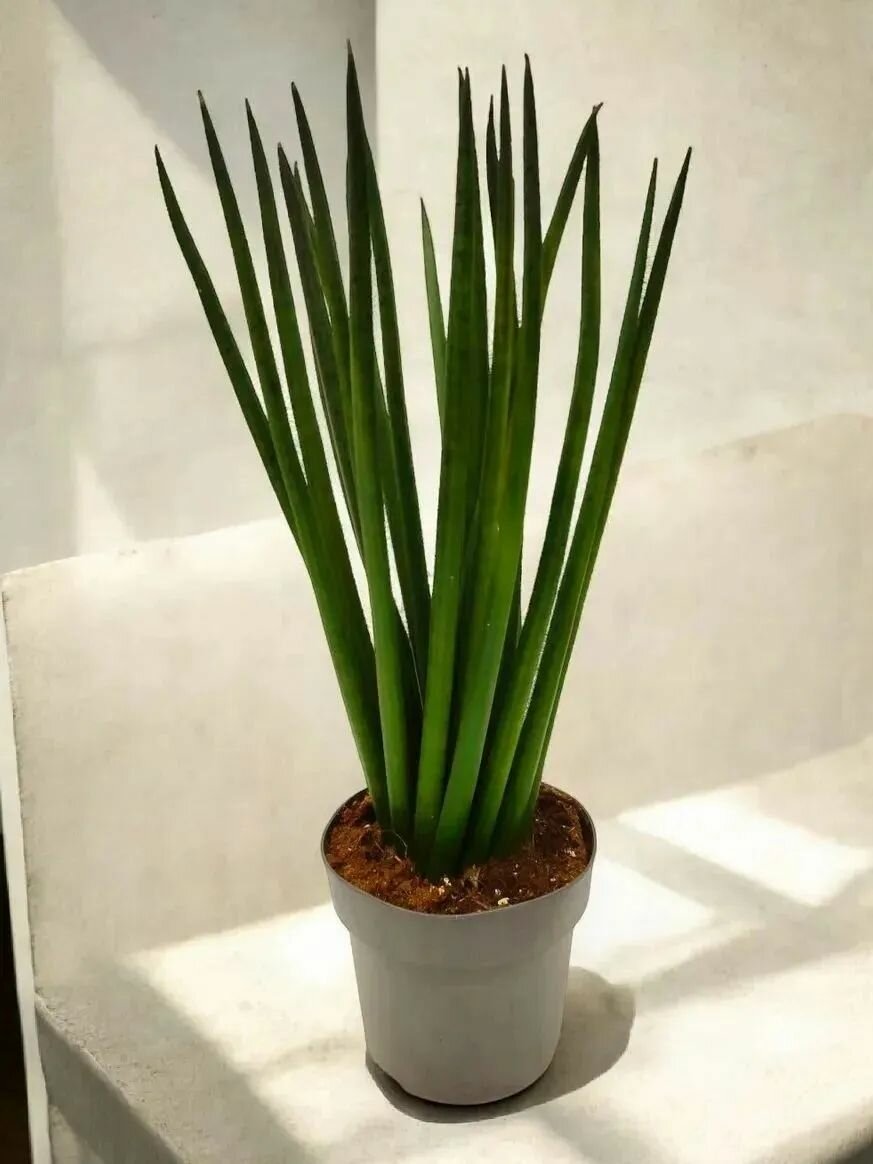 Сансевиерия Цилиндрика Спагетти (Sansevieria cylindrica 'Spaghetti') Неприхотливое живое комнатное растение, Суккулент в горшке