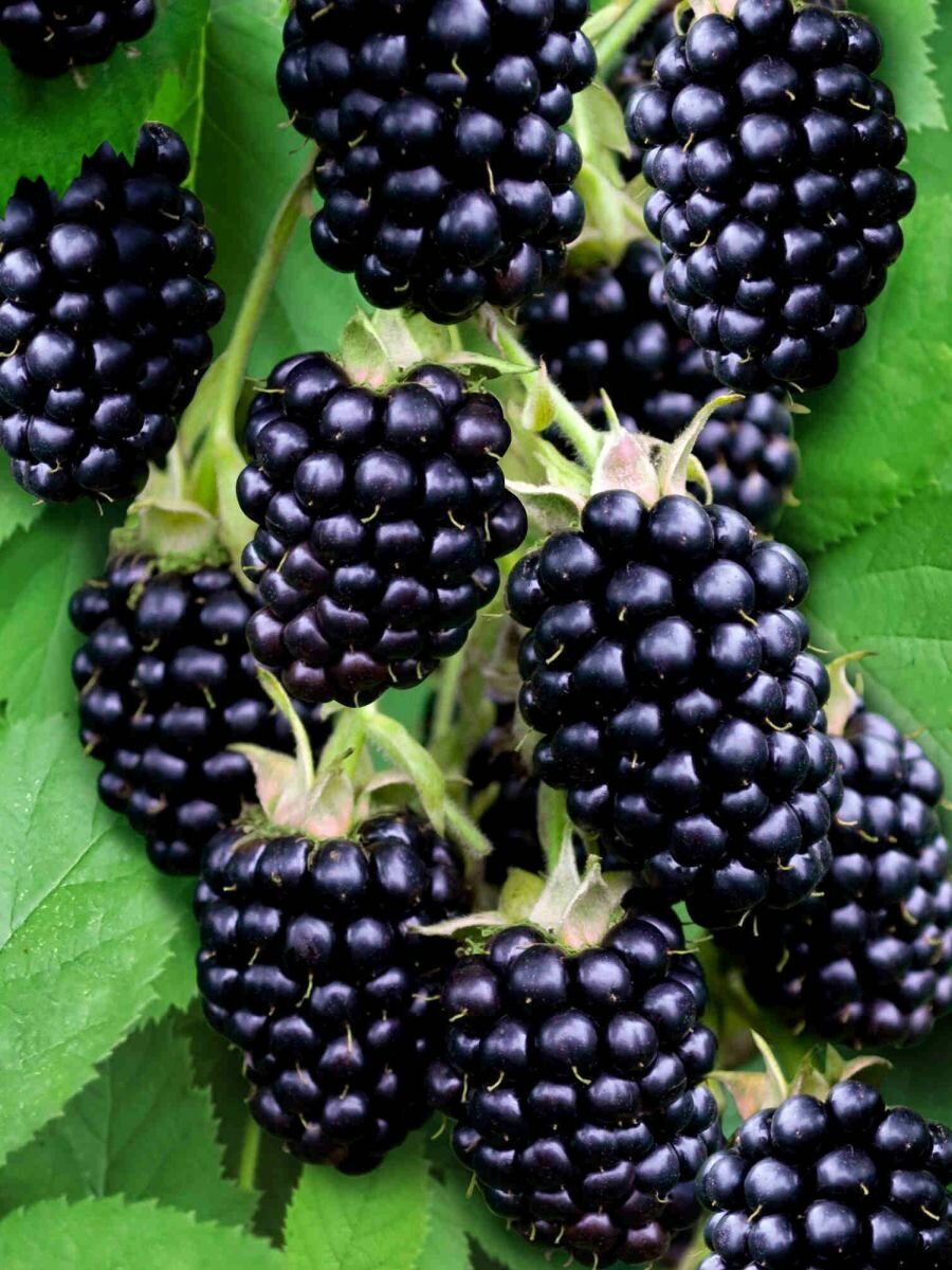 Ежевика Гай, бесшипный сорт, 50 см, чёрная, высокая урожайность, 1 шт