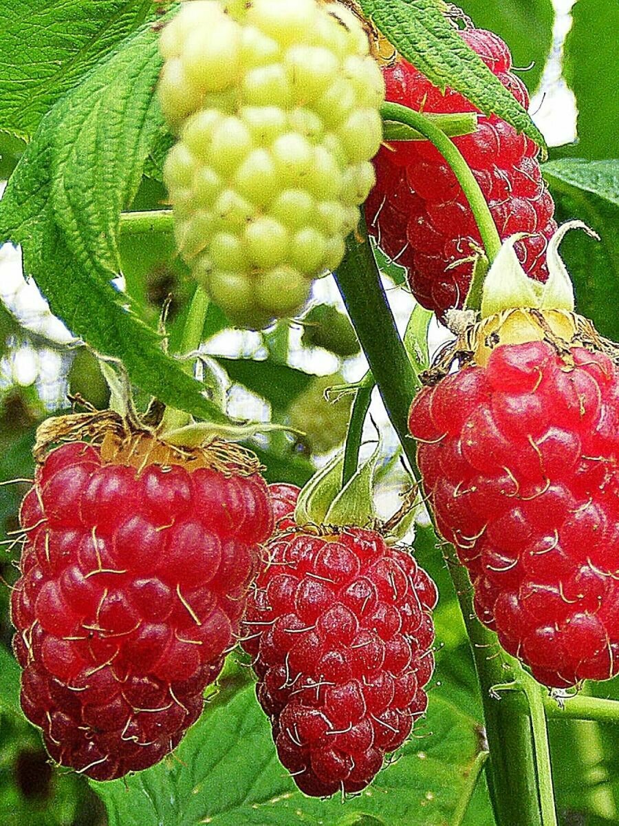 Малина бесшипная ремонтантная Джоан Джей, 1 шт, высокоурожайная