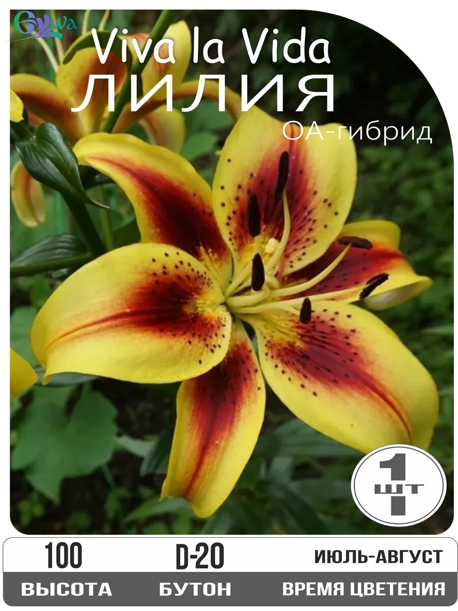 Лилия луковицы многолетние Вива ла Вида, ОА-гибрид, 1шт.