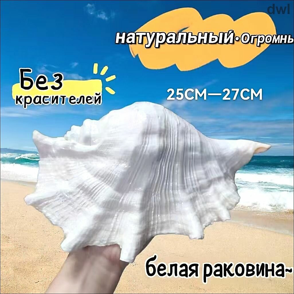 Интерьерная ракушка Ламбис 25-27 см ракушка для домашнего декора