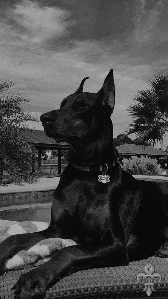 Алмазная Картина "Доберман" 5D Круглый Бриллиант 40х50 См.