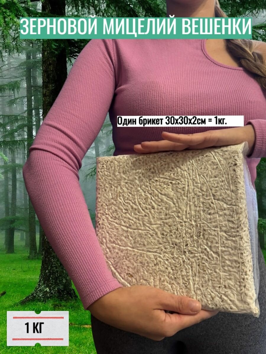 Мицелий вешенки зерновой штамм АР - 1 кг.