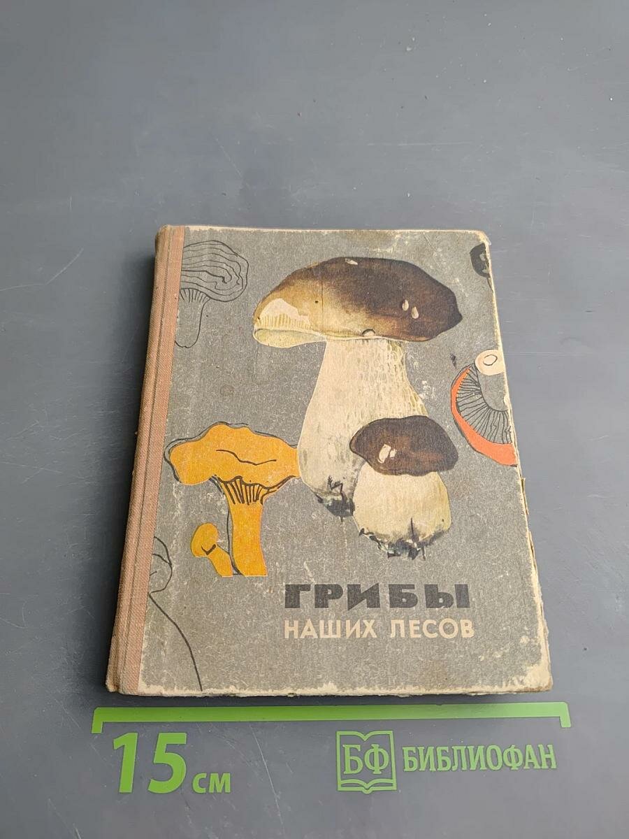 Грибы наших лесов