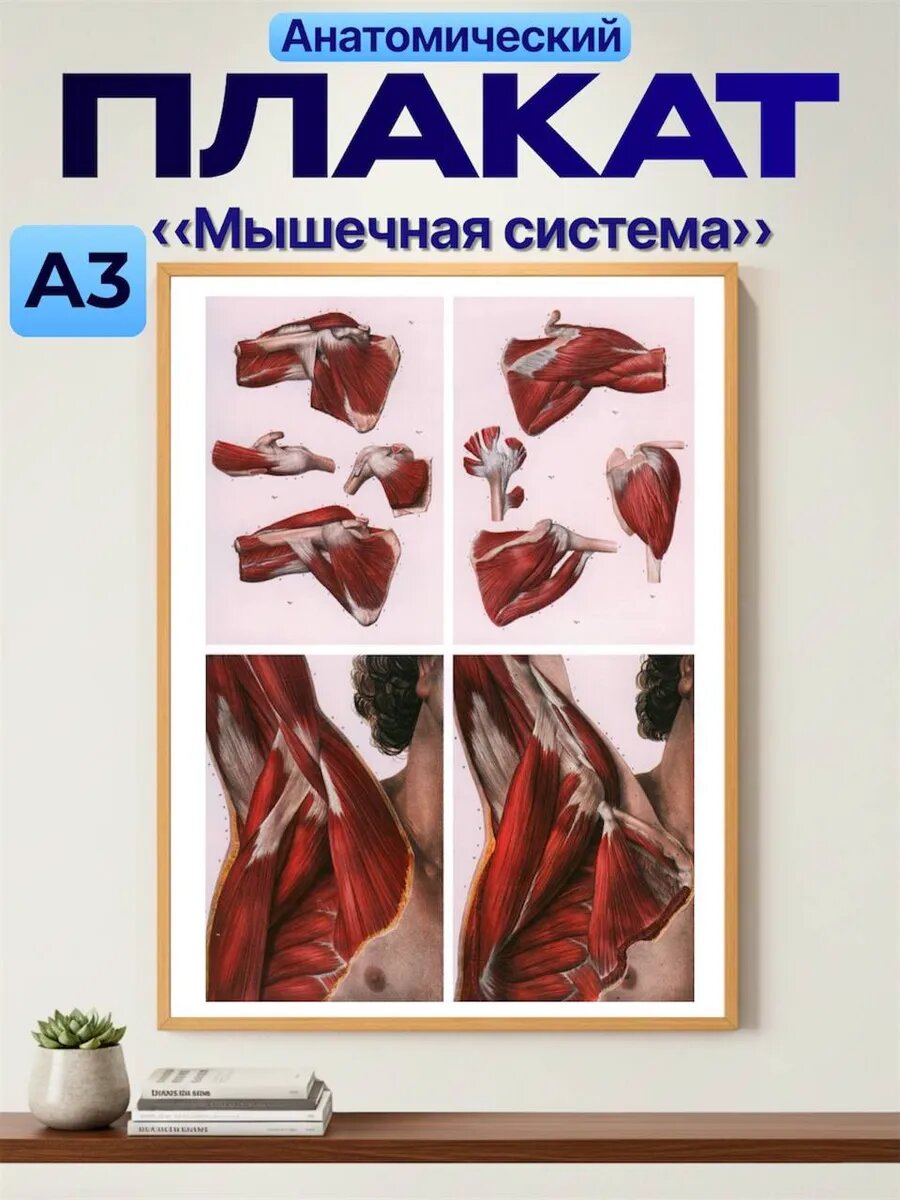 Постер медицинский, подмышечная область, мышечная система, А3 анатомия, хирургия