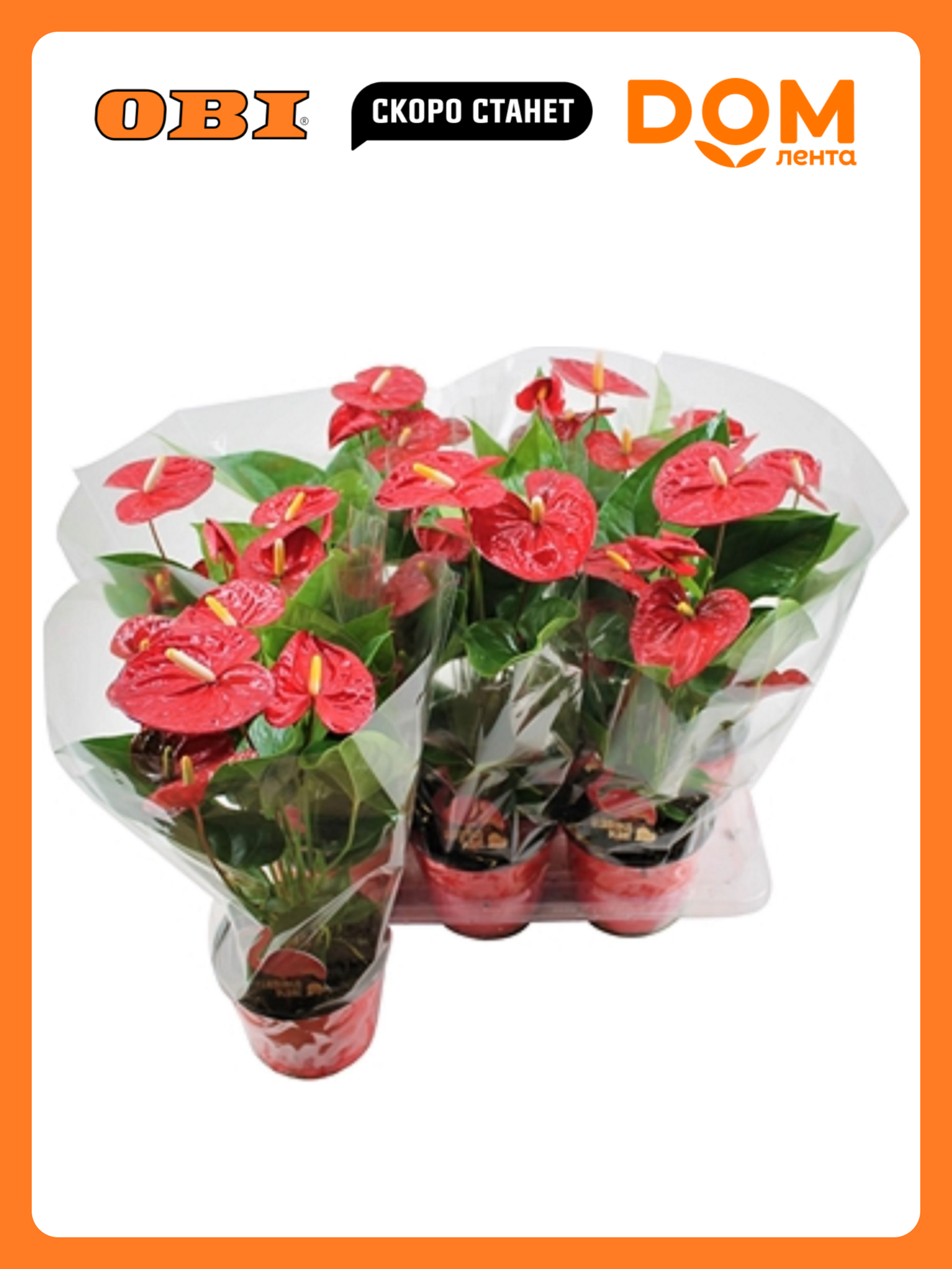 Антуриум Джамбо Ред, декоративно-цветущее, высота 30см, диаметр горшка 9см