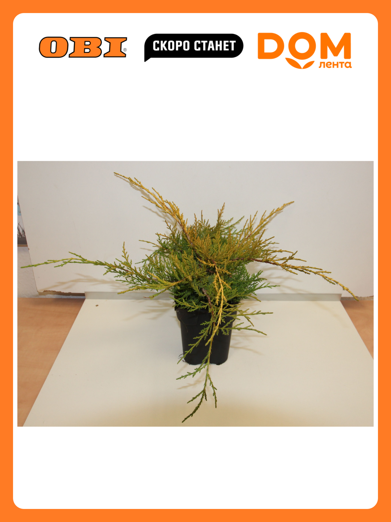 Можжевельник "Олд Голд" 881543, многолетнее, хвойное, декоративное растение
