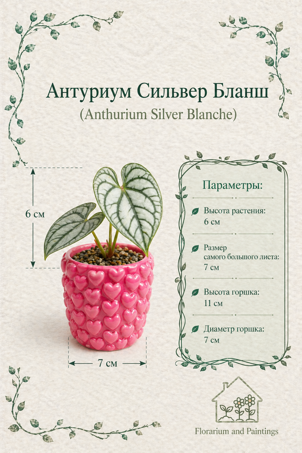 Anthurium Silver Blush (Антуриум Сильвер Блаш), Зелено-Серебрист, Горшок 10Dсм, 1 шт.