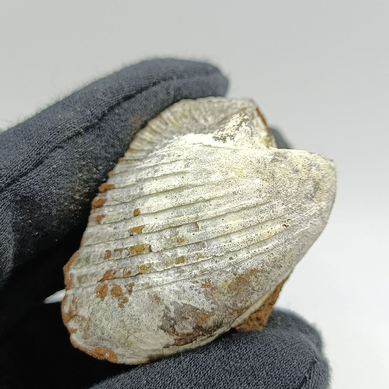 Окаменелость, двустворчатый моллюск Arcicardium, 46 гр.