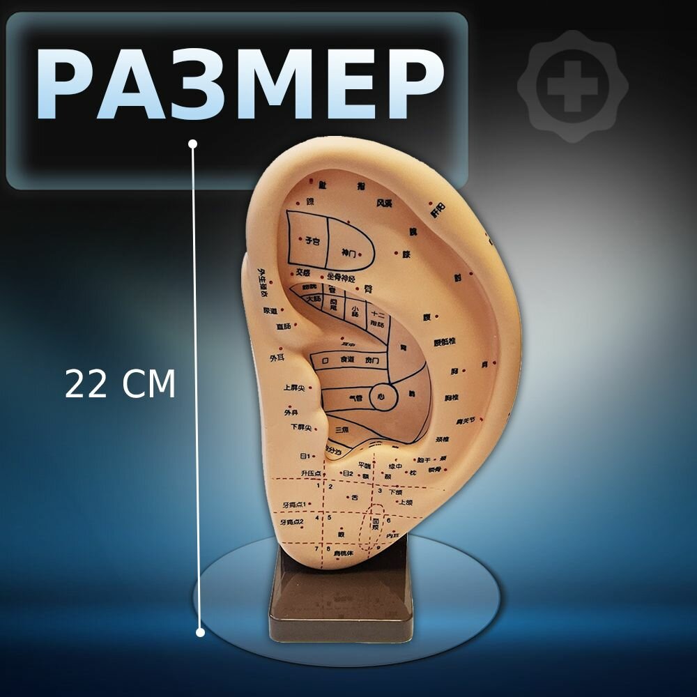 Анатомическая модель — фото 1