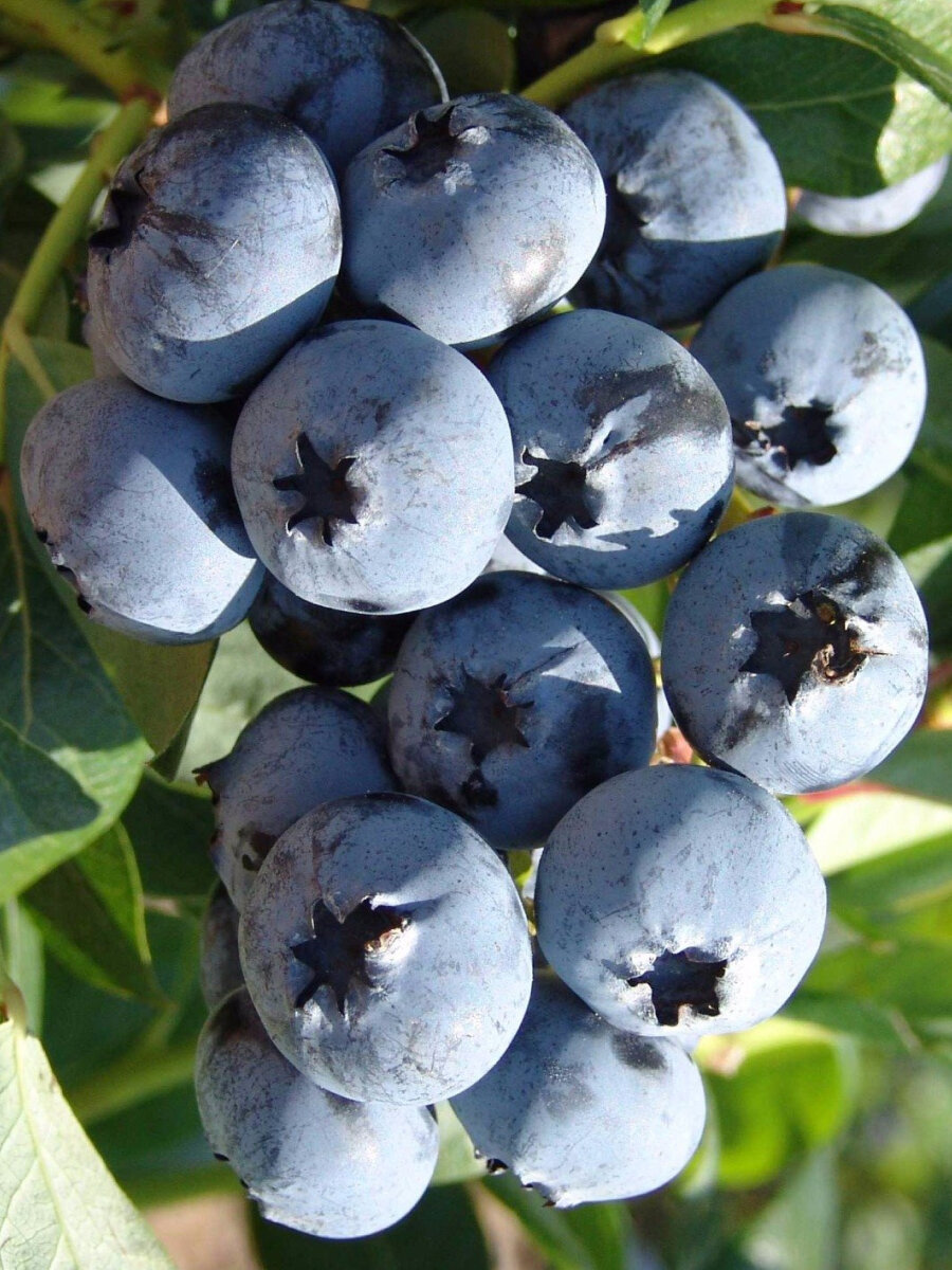 Голубика XXL, многолетнее, ЗКС, 1,5-2 года, для всех регионов