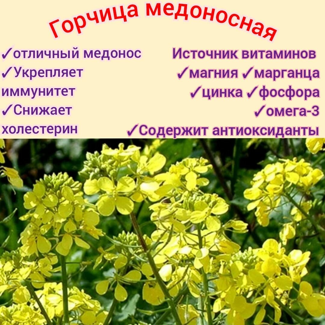 Горчица медоносная/ салатная 100гр, семена отборные с пасеки, для сада/ огорода, сидерат premium