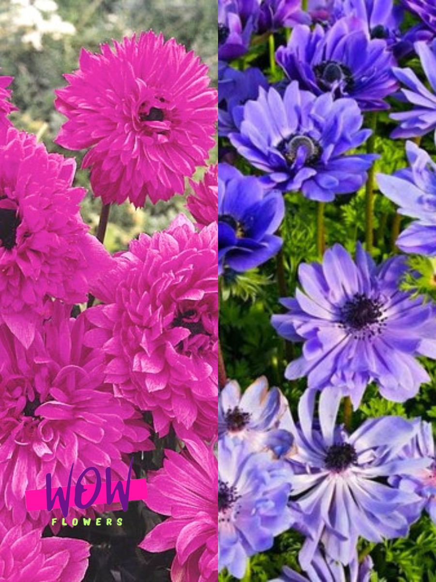 Луковицы цветов , WOW FLOWERS , Анемона Адмирал 10 шт \ Анемона Лорд Лейтенант 10 шт