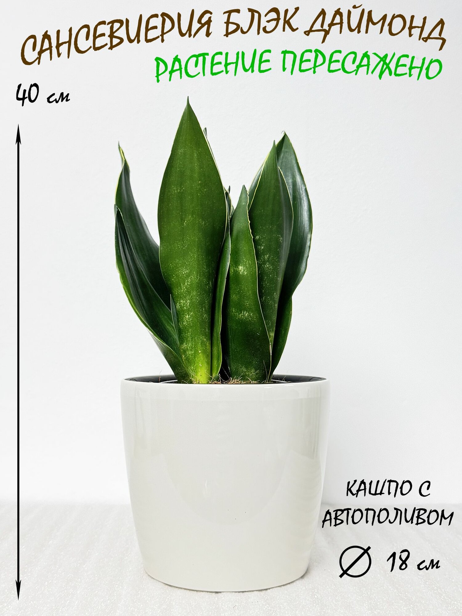 Сансевиерия Блэк Даймонд в кремовом кашпо с автополтвом, высота 40 см
