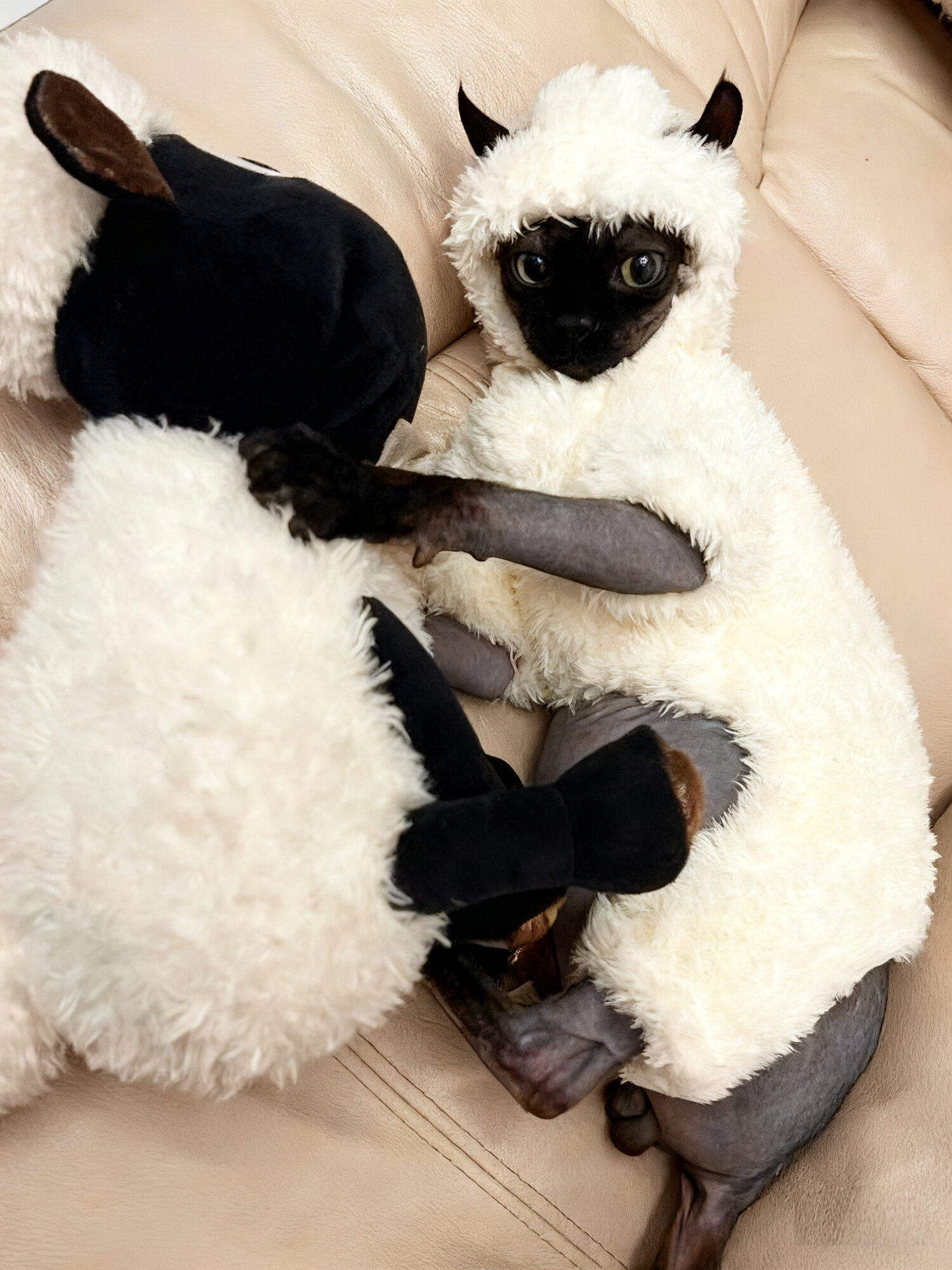 Одежда для кошек "Барашек", из белой двусторонней ткани, зимняя, 2 шт, размер XS