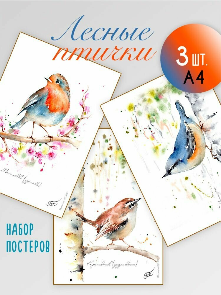 Набор интерьерных постеров "Лесные птички: зарянка, крапивник и поползень", акварельные картины с птицами, обучащие плакаты