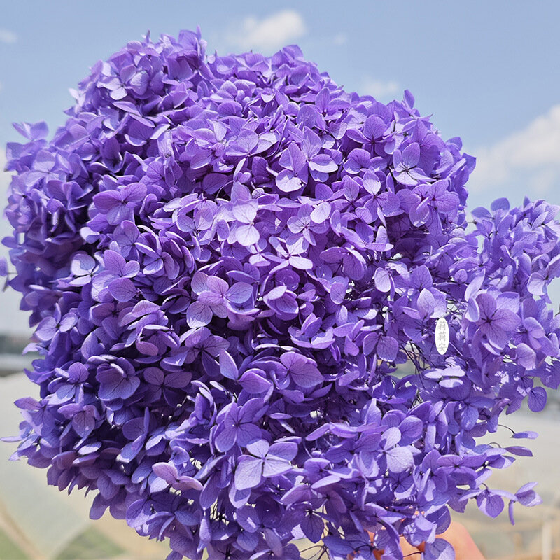 Вечная гортензия Анна, маленькие листья, цветное поглощение, отбеленный DIY цветочный материал, настоящий цветок, фабрика Юньнань, в наличии, оптовая продажа, сухой цветок