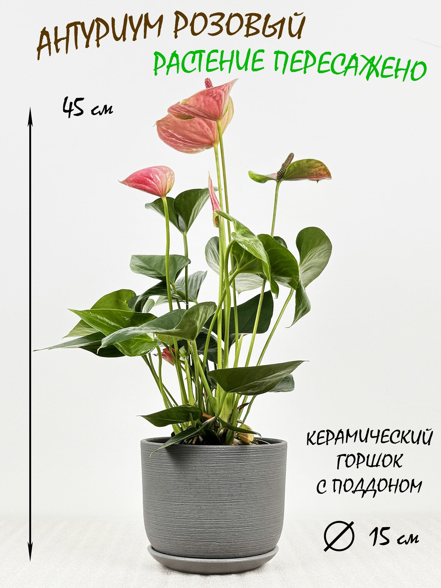 Антуриум розовый в сером керамическом горшке с поддоном, высота 45-50см