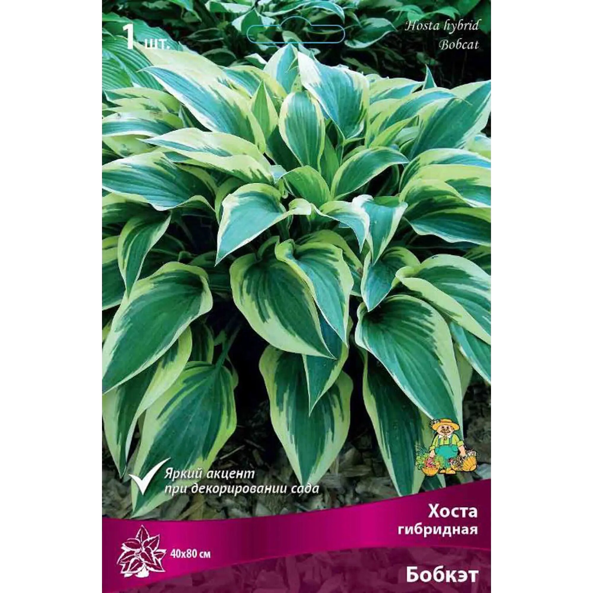 Хоста гибридная Бобкэт луковица - декоративная многолетняя культура с пестрыми листьями