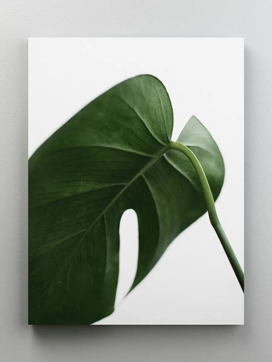 Интерьерная картина на холсте "Крупные тропические растения - Монстера" размер 30x40 см