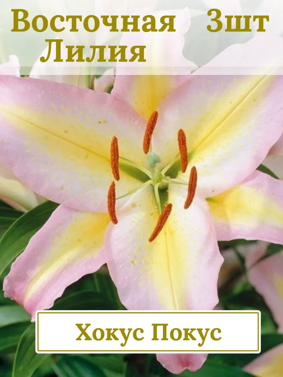 Лилия Восточная махровая, многолетние цветы, луковицы 3 шт