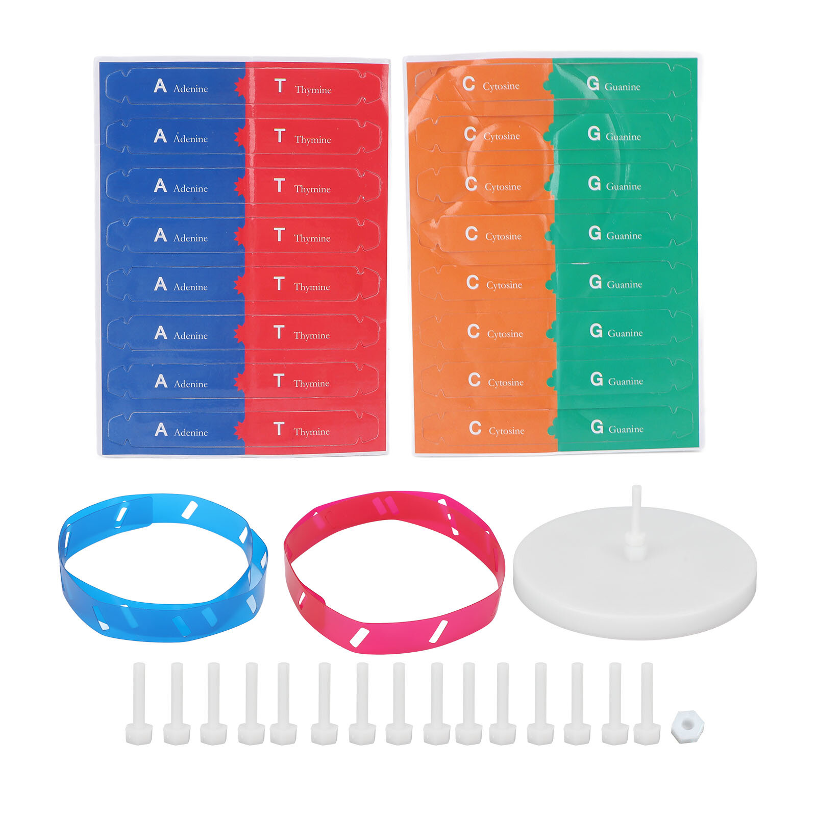 Красочная модель ДНК человека, двойная спираль, сборка, научная образовательная игрушка для детей, 3D-модель структуры ДНК для преподавания и обучения