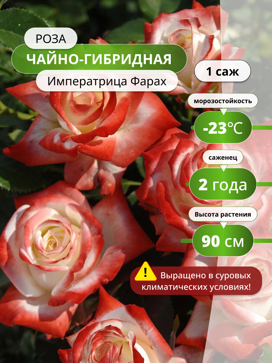 Роза чайно-гибридная Императрица Фарах (Imperatrice Farah) / 1 шт, розы