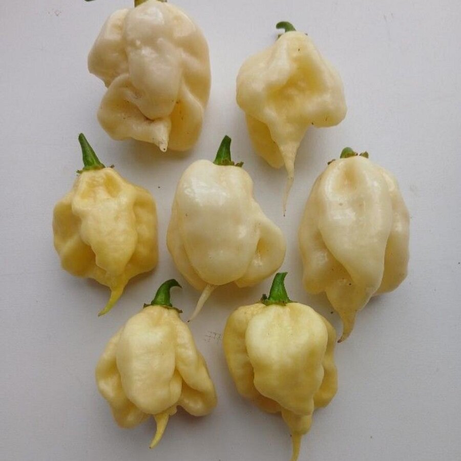 Семена Орешка Перец острый Carolina Reaper White 5 ШТ