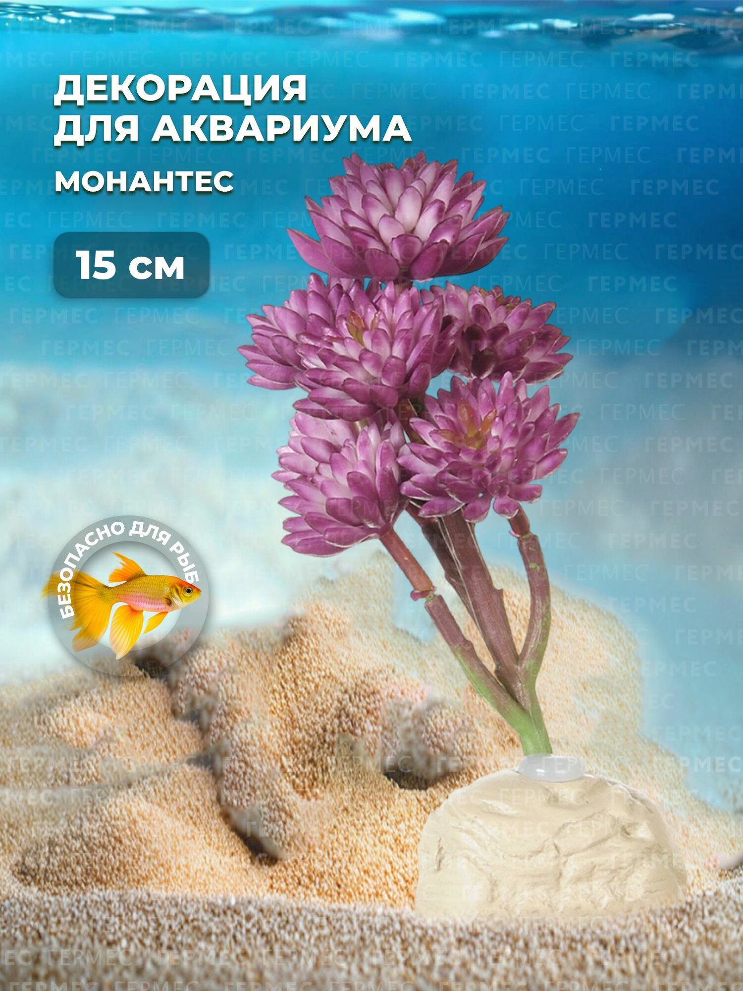 Растение для террариума Монантес, 15 см / суккуленты для террариума