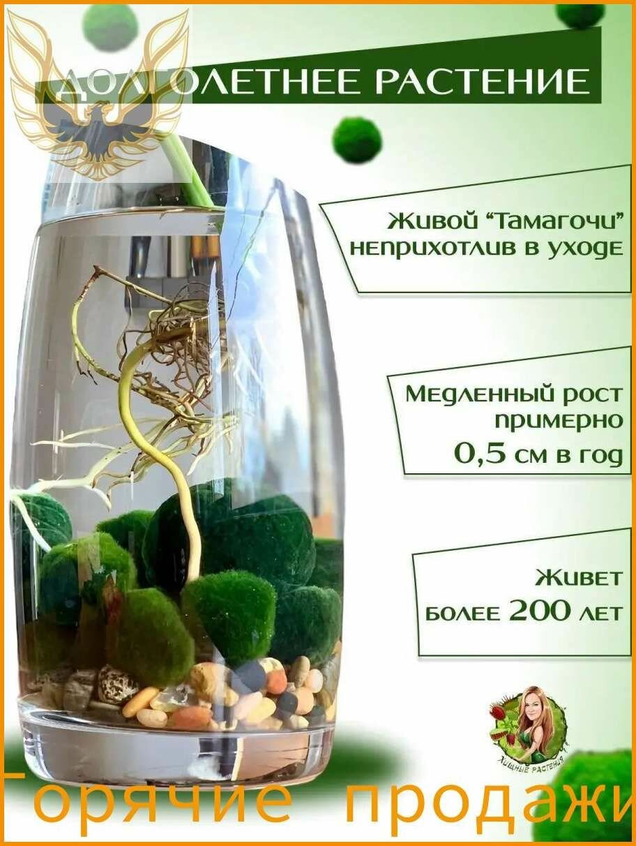 Милые шарики маримо, 1 шт.