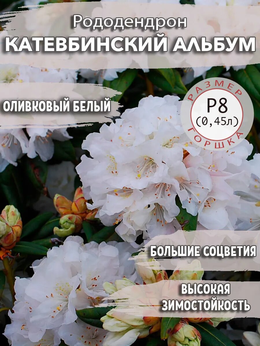 Рододендрон Катевбинский Альбум