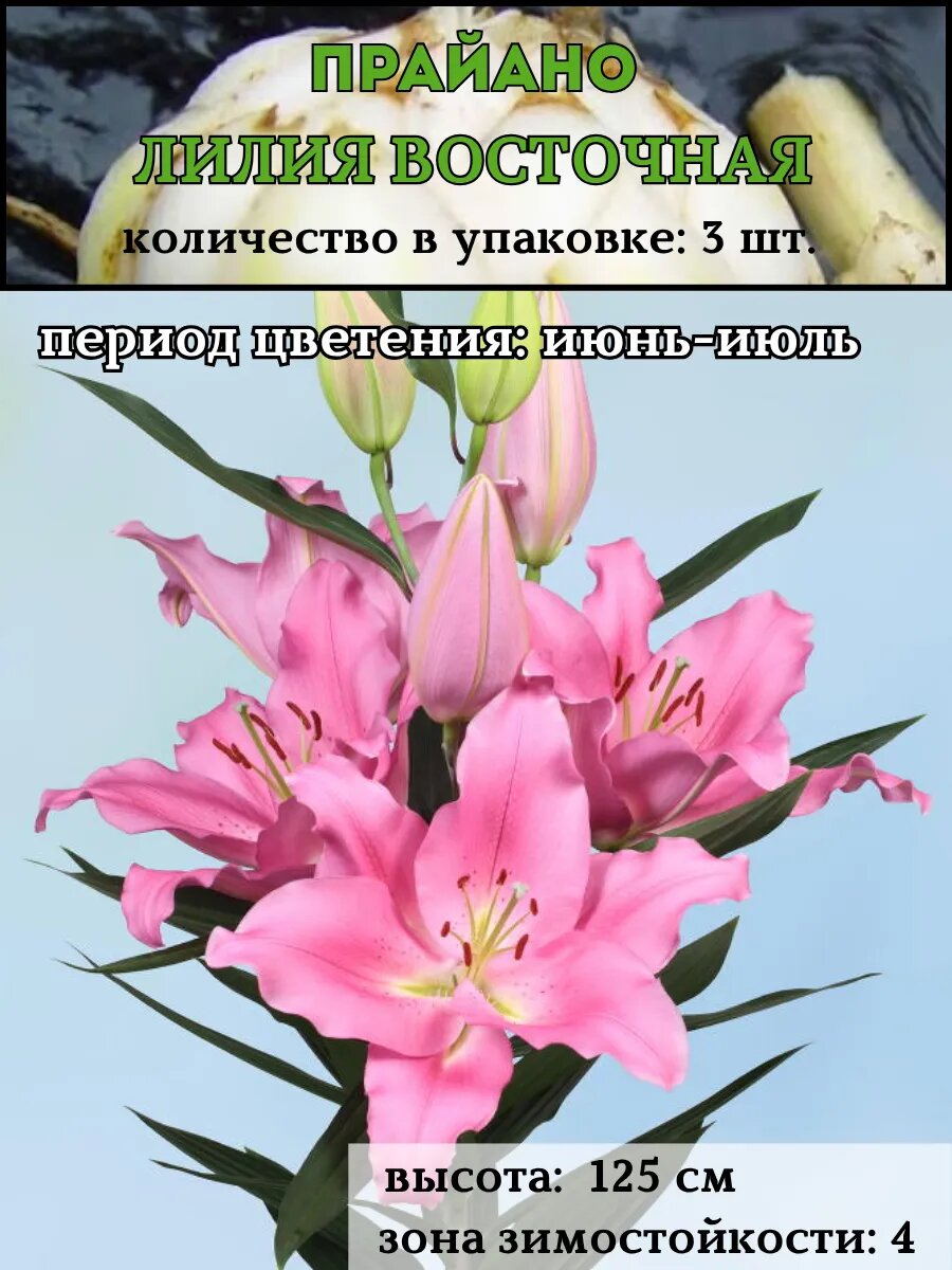 Лилия восточная, луковицы 3 штуки