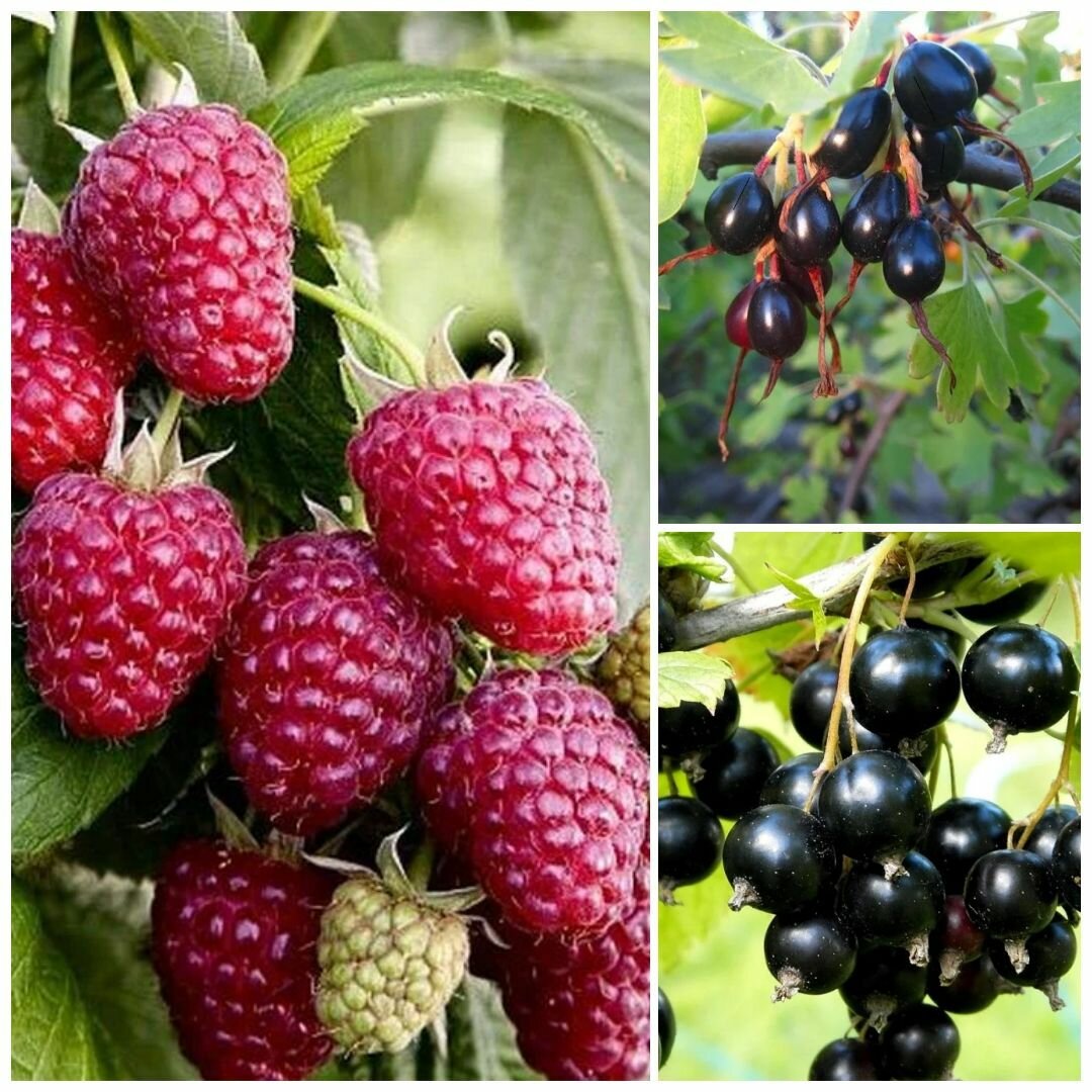 Комплект саженцев Священное пламя 3шт.