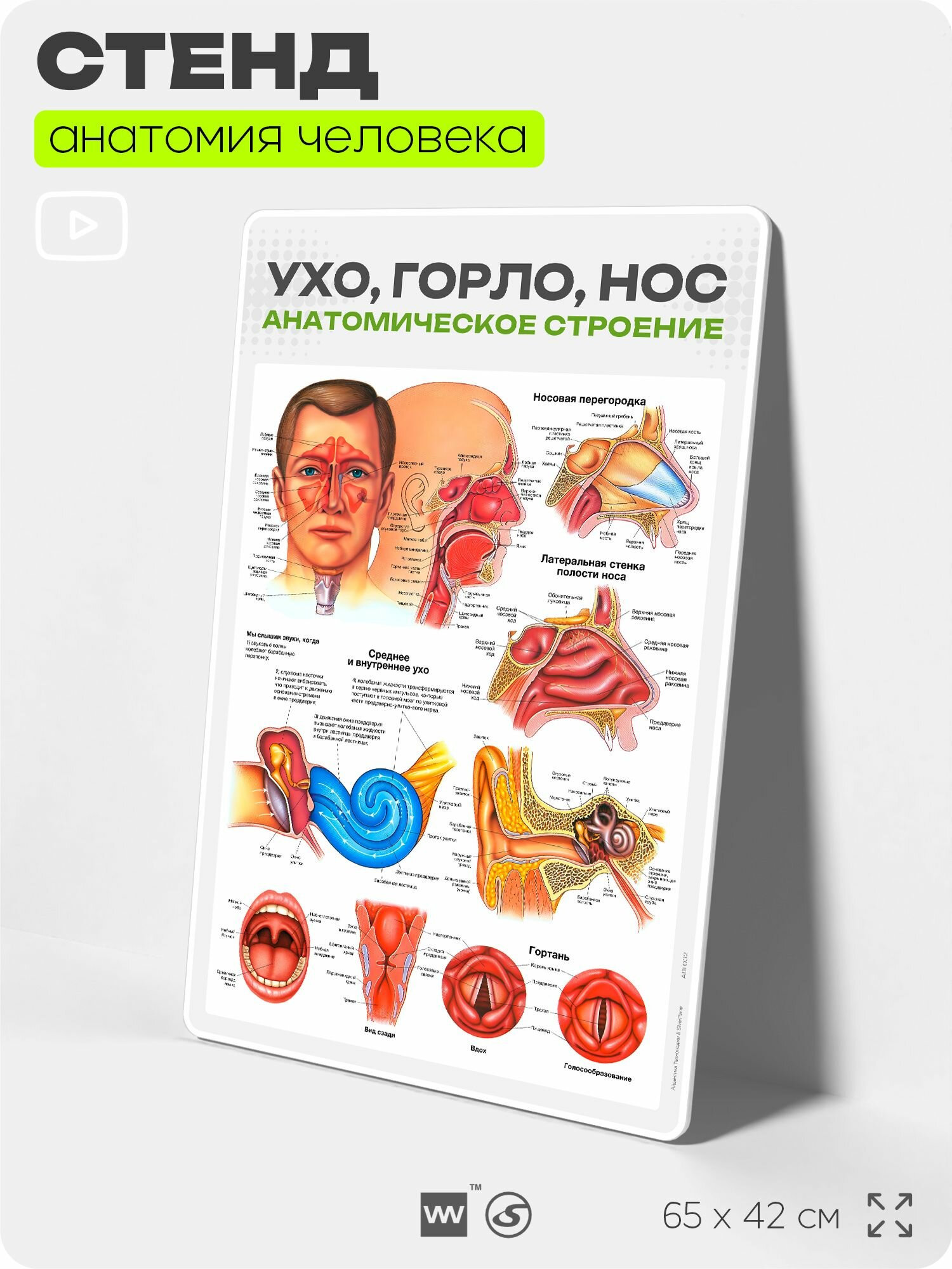 Информационный медицинский стенд анатомия человека "Ухо, горло, нос", обучающий плакат для медицинского кабинета, для медучреждений, 65х42 см, Silver Plane x Айдентика Технолоджи