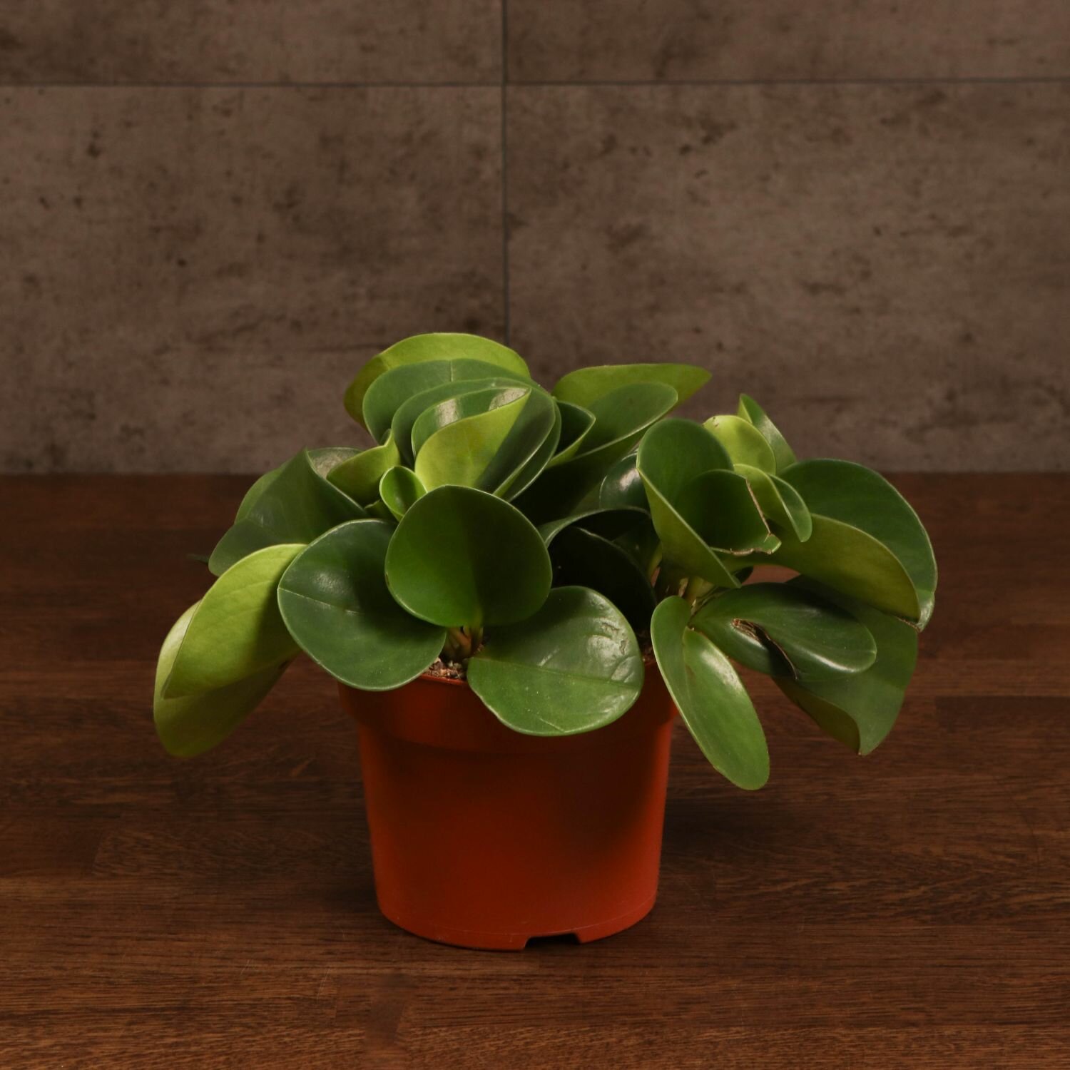 Пеперомия туполистная 20/12