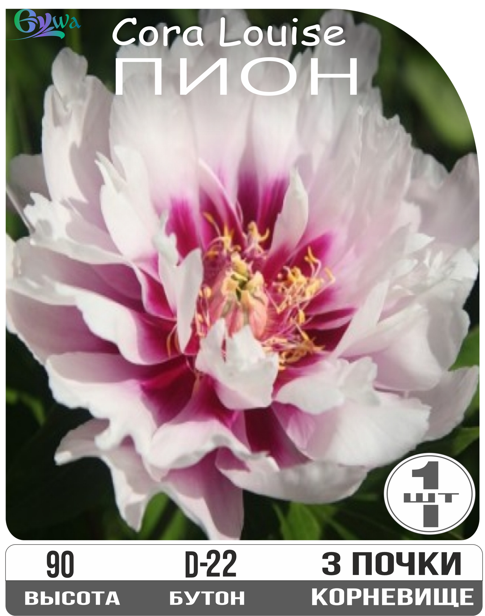 Пион Корневище, Кора Луиза, 3 почки, многолетник, высота 90см, белый с лавандовыми бликами