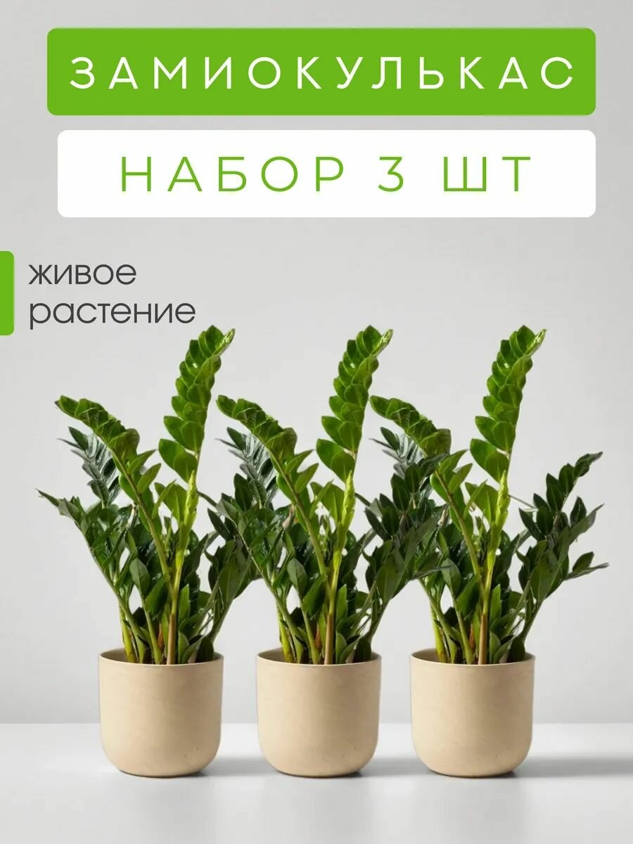 Растение GREEN TOWN "Замиокулькас Зензи", в горшке, живое, в коробке