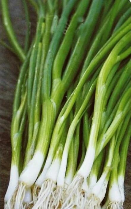 Коллекционные семена лука батун Ермак