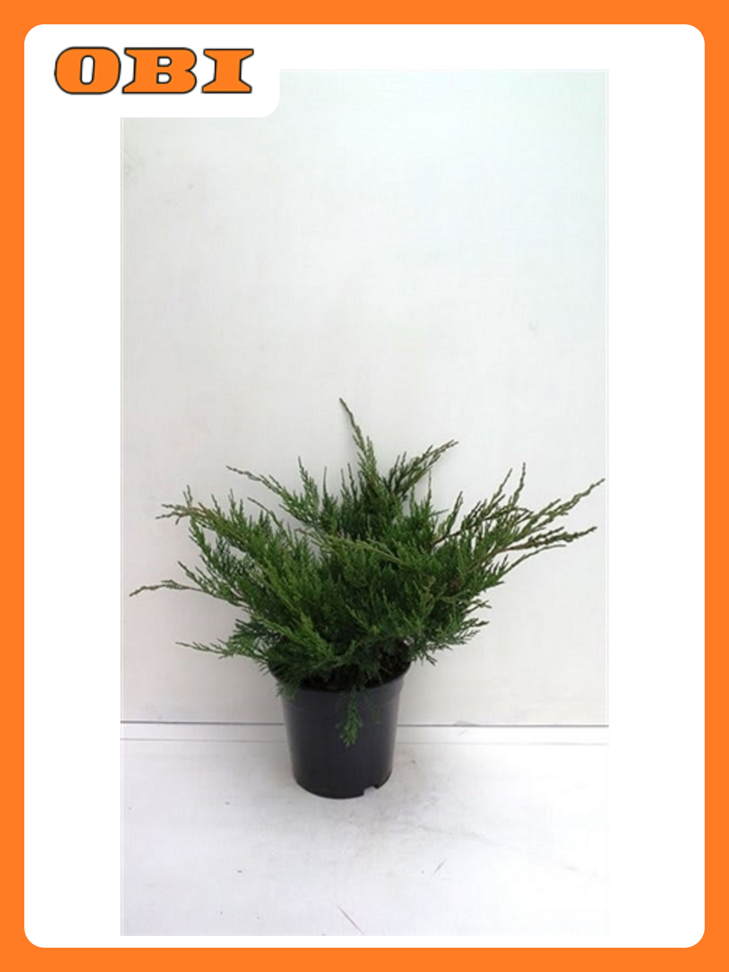 Можжевельник "Минт Джулеп", С1, h15, неприхотливый, устойчивый к морозам