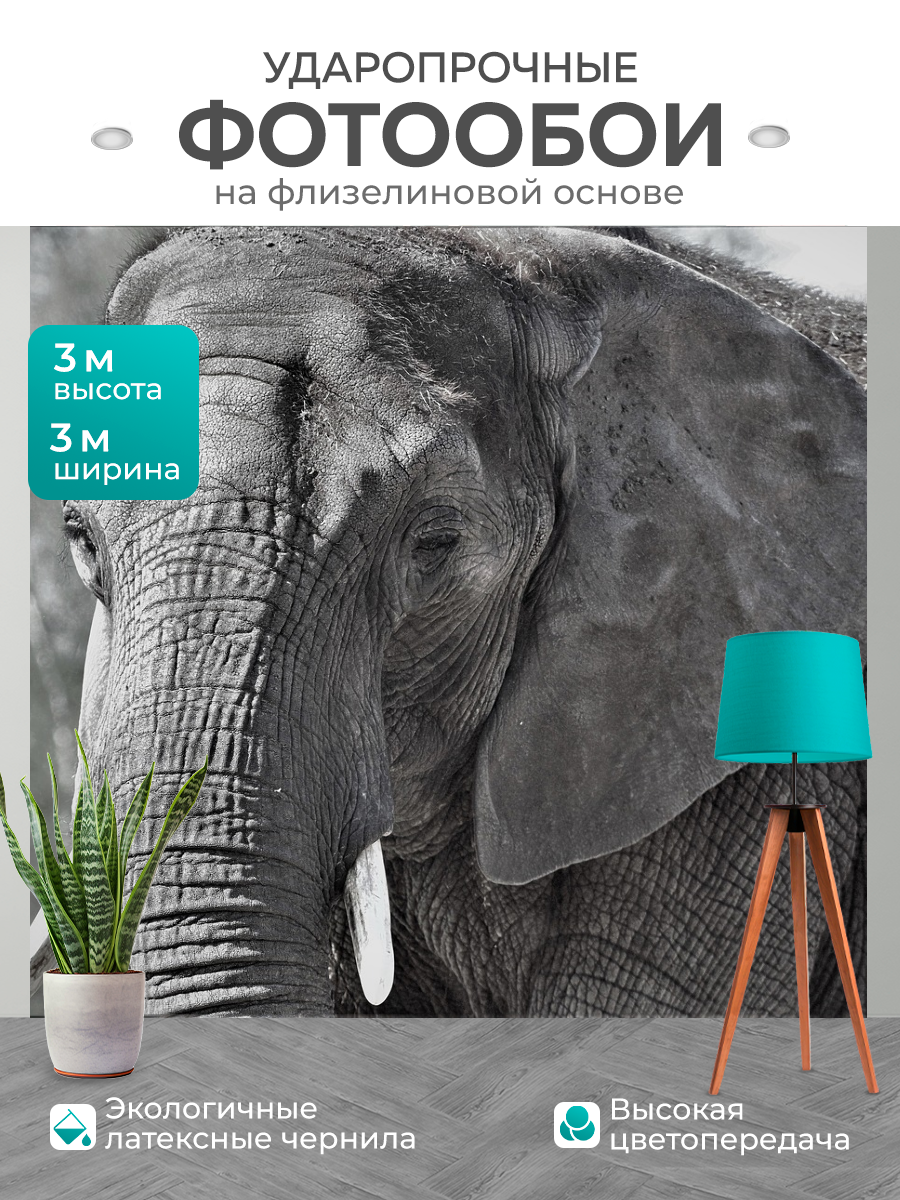 Фотообои моющиеся ударопрочные "Слон, африке, саванновый африканский слон" 300x300 см. флизелиновые на стену