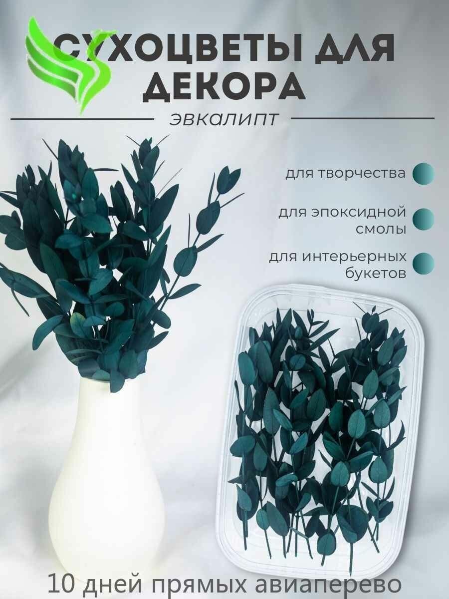 Сухоцветы Эвкалипта стабилизированные для декора и творчества, бирюзовые