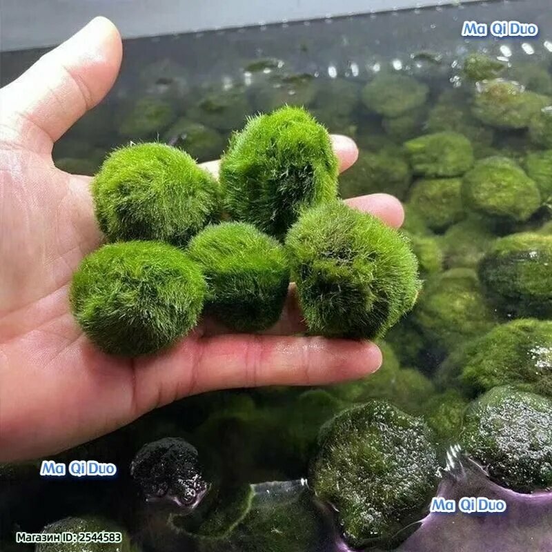 Кладофора шаровидная 1-1.5см 5шт